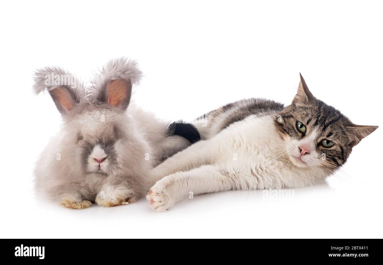 English Angora and cat in front of white background Stock Photo - Alamy