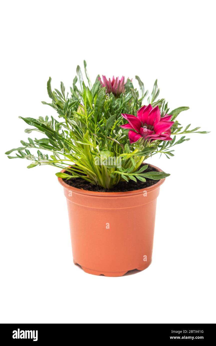 Gazania in pot hi-res stock photography and images - Alamy