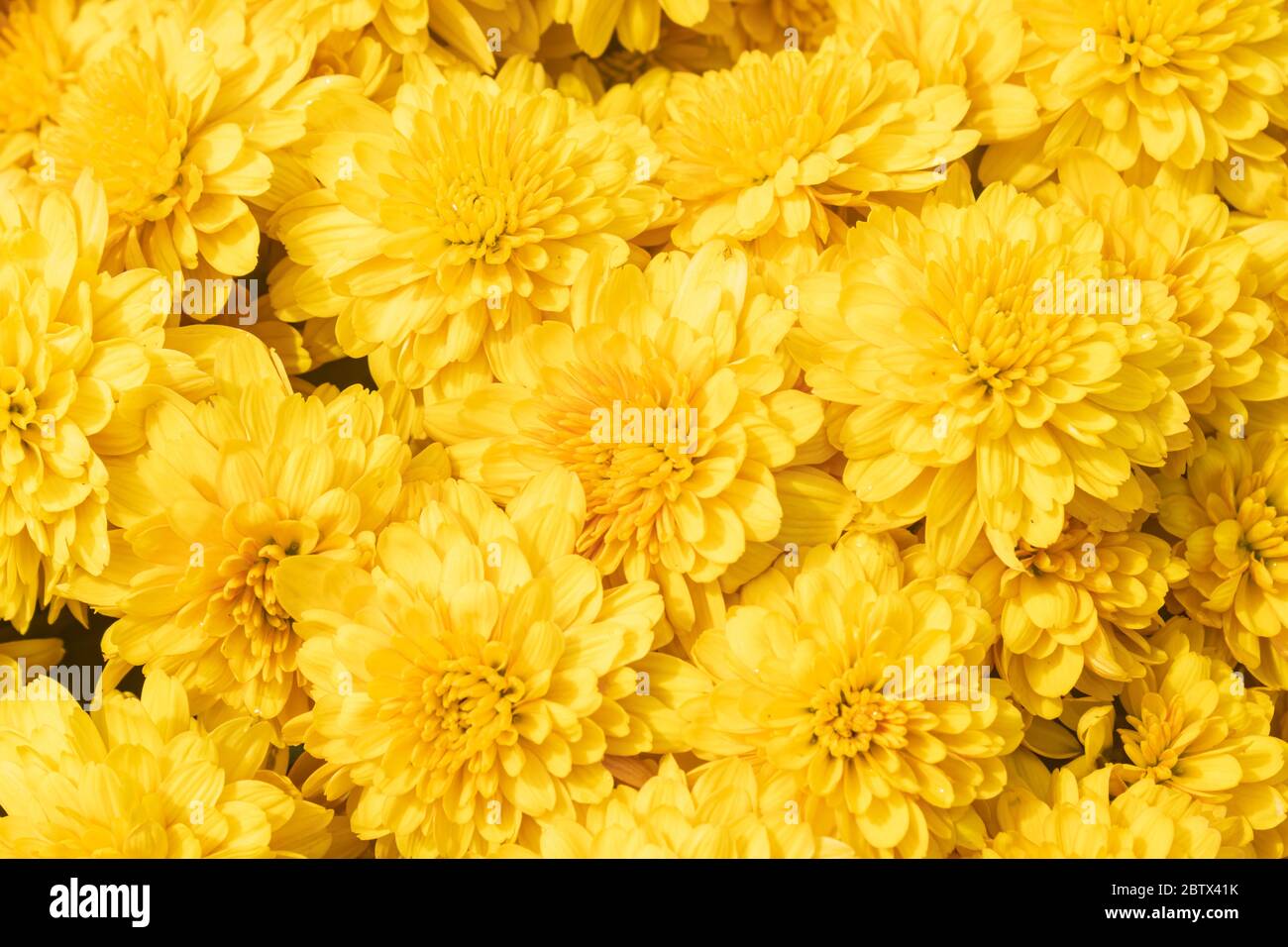 Yellow Chrysanthemum or Mums Flowers Background in Garden with Natural ...