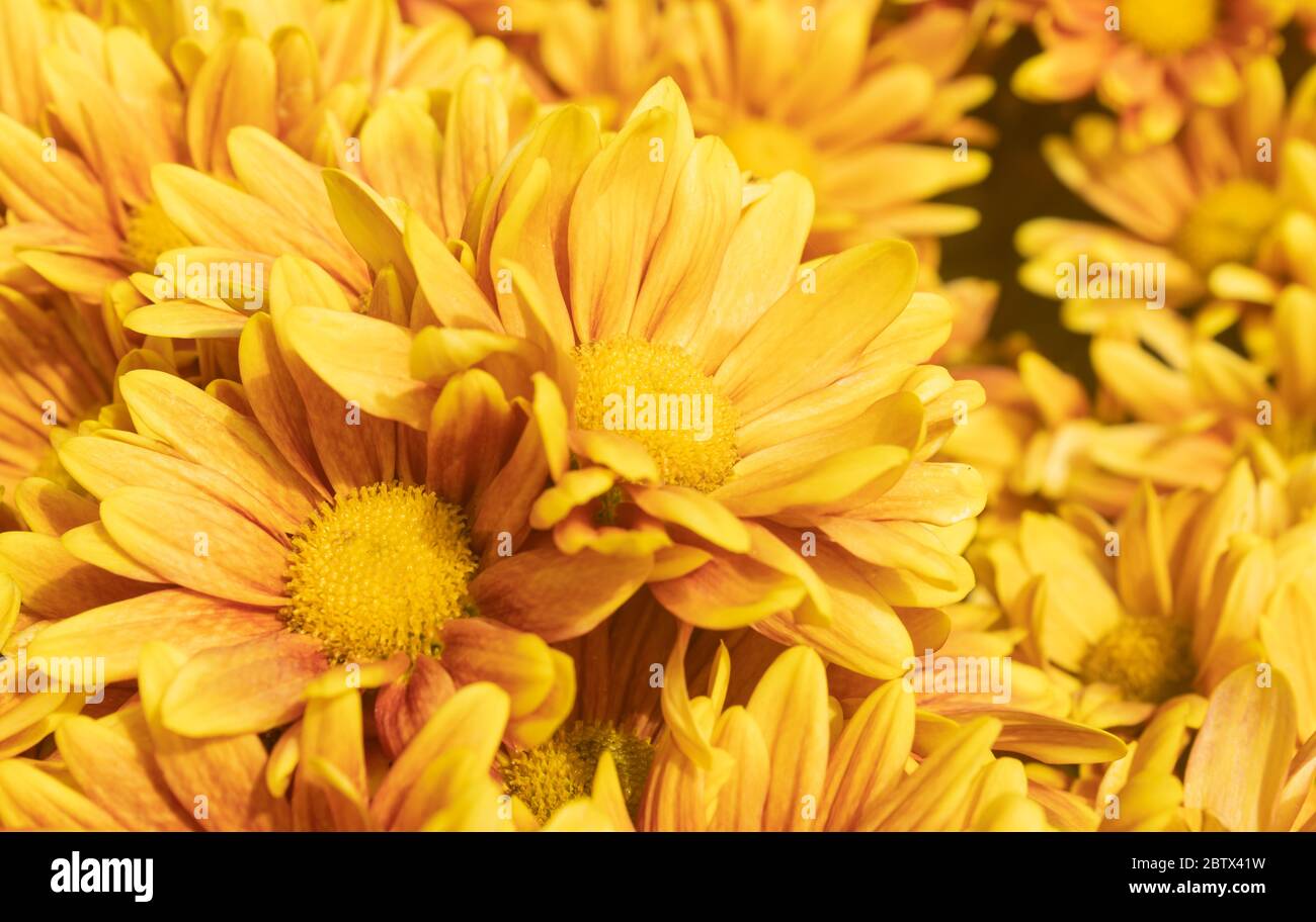 Orange Gerbera Daisy or Gerbera Flower in Garden with Natural Light on ...