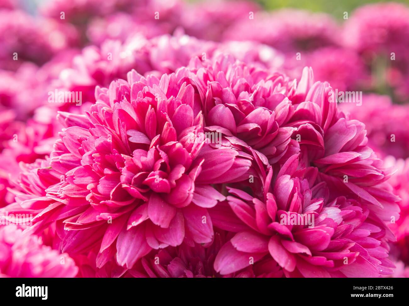 Magenta Chrysanthemum or Mums Flowers on Center Frame in Garden with ...