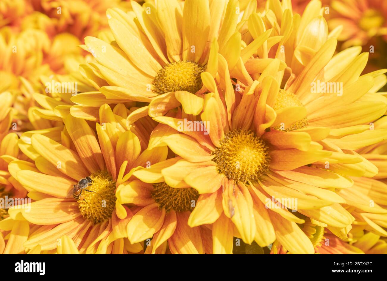 Orange Gerbera Daisy or Gerbera Flower in Garden with Natural Light on ...