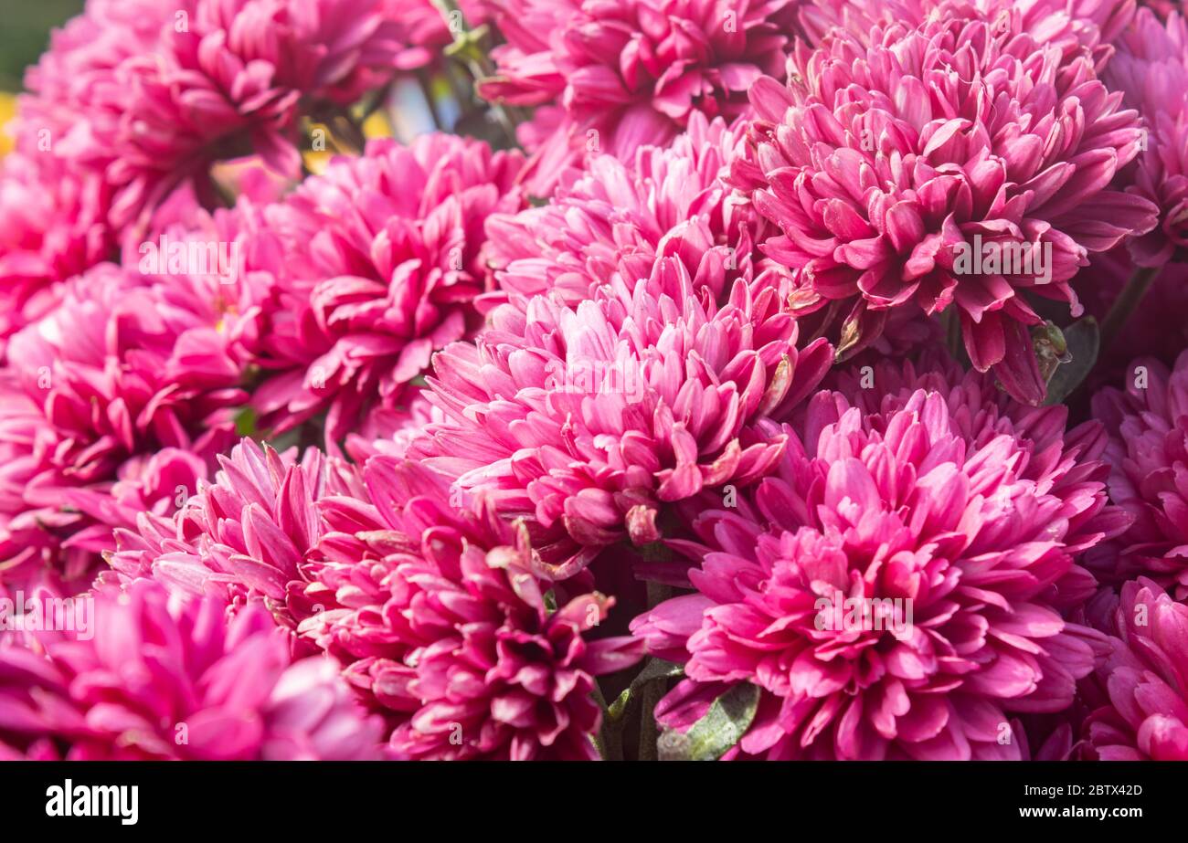 Mums Garden High Resolution Stock Photography and Images - Alamy