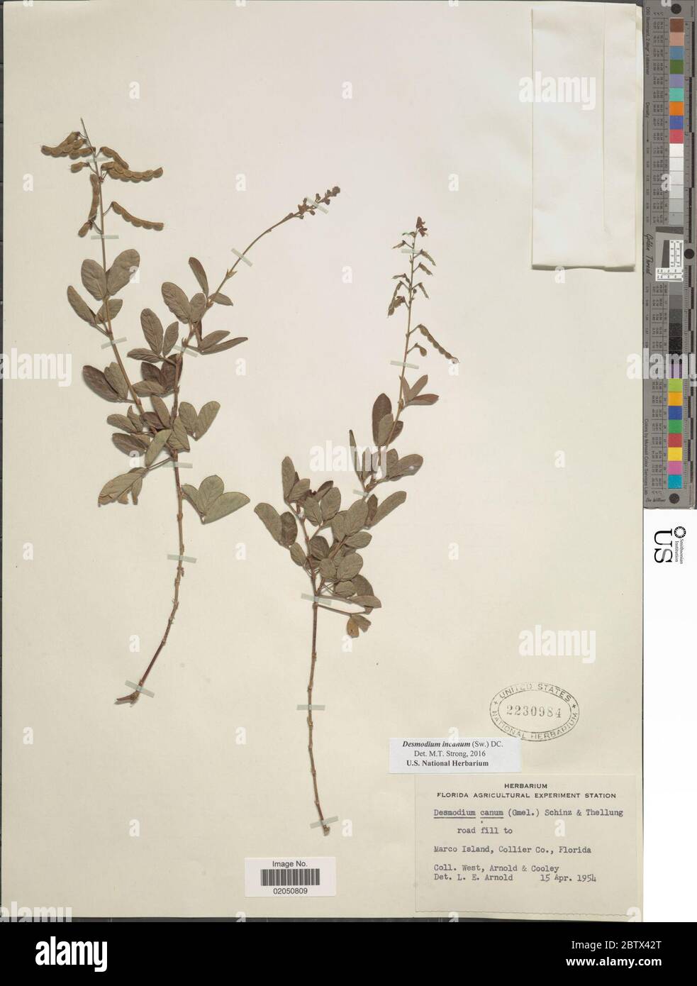 Creeping tick trefoil plants hi-res stock photography and images - Alamy