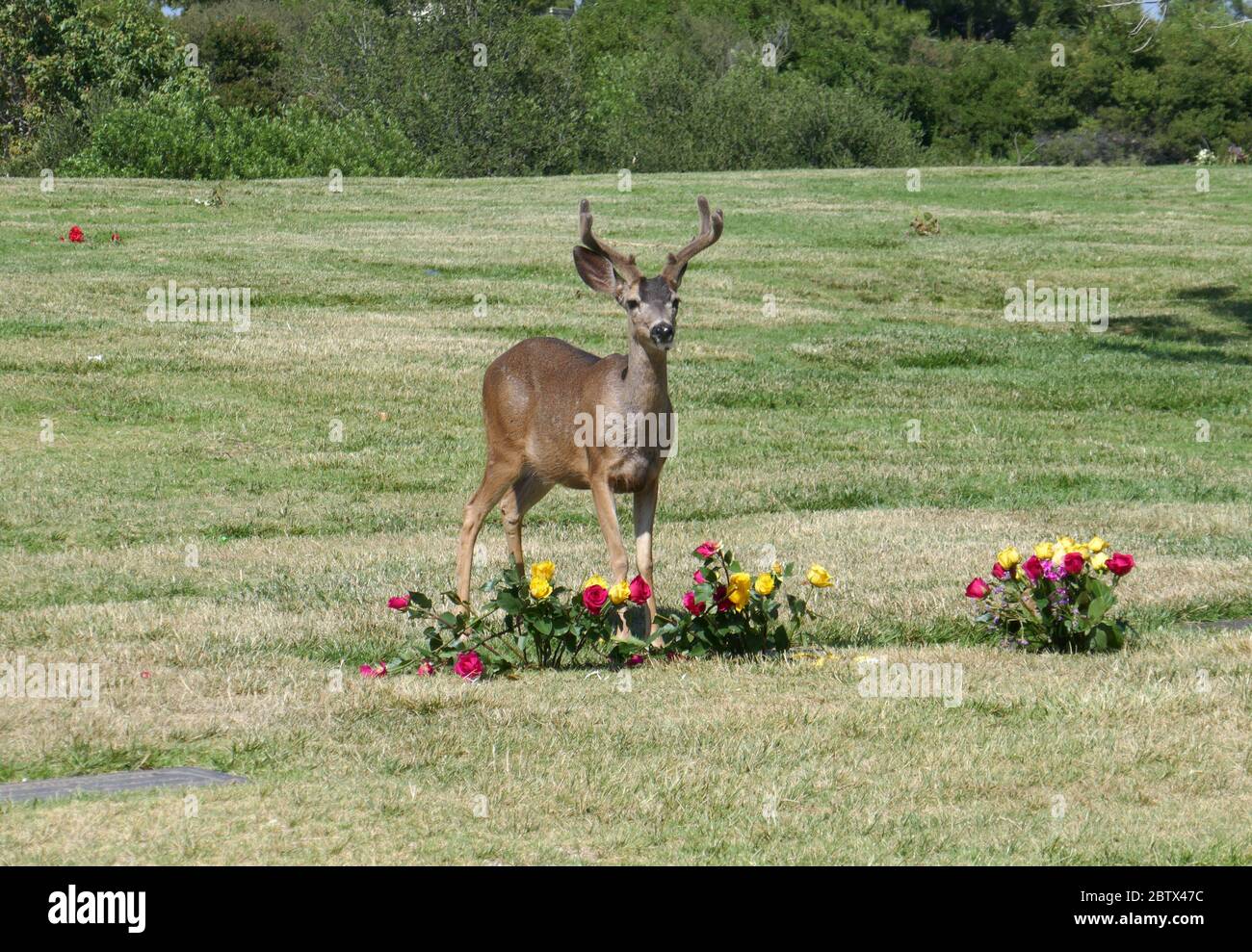 Los Angeles, California, USA 27th May 2020 A general view of atmosphere ...