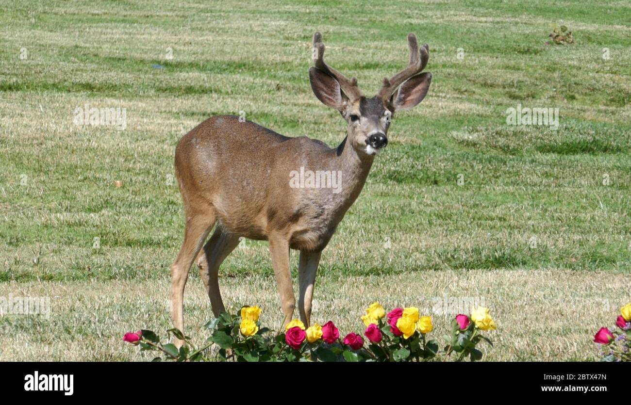 Los Angeles, California, USA 27th May 2020 A general view of atmosphere ...
