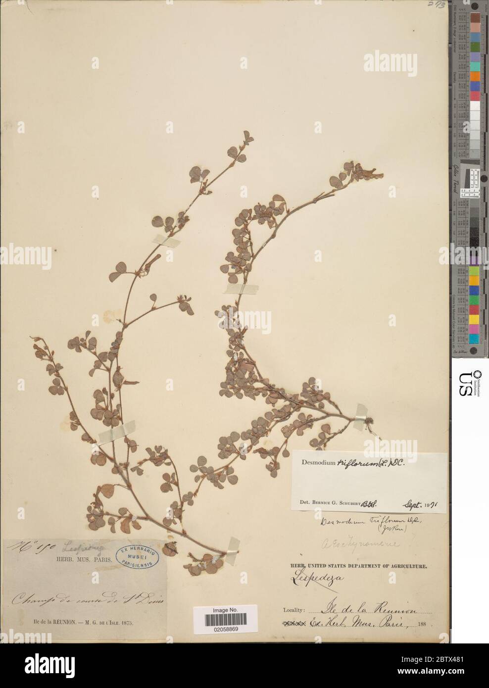 Desmodium triflorum hi-res stock photography and images - Alamy