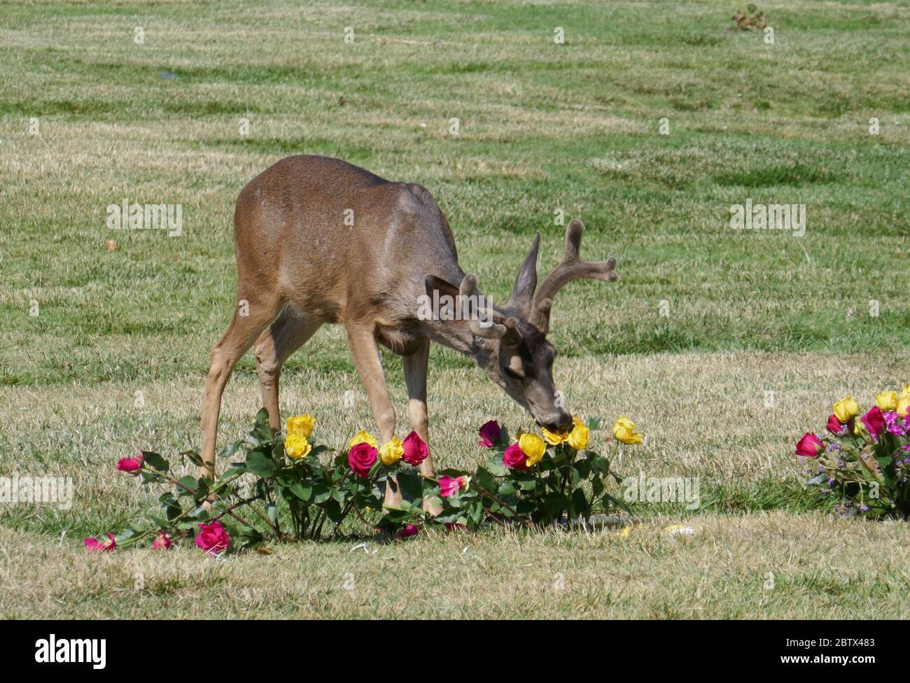Los Angeles, California, USA 27th May 2020 A general view of atmosphere ...
