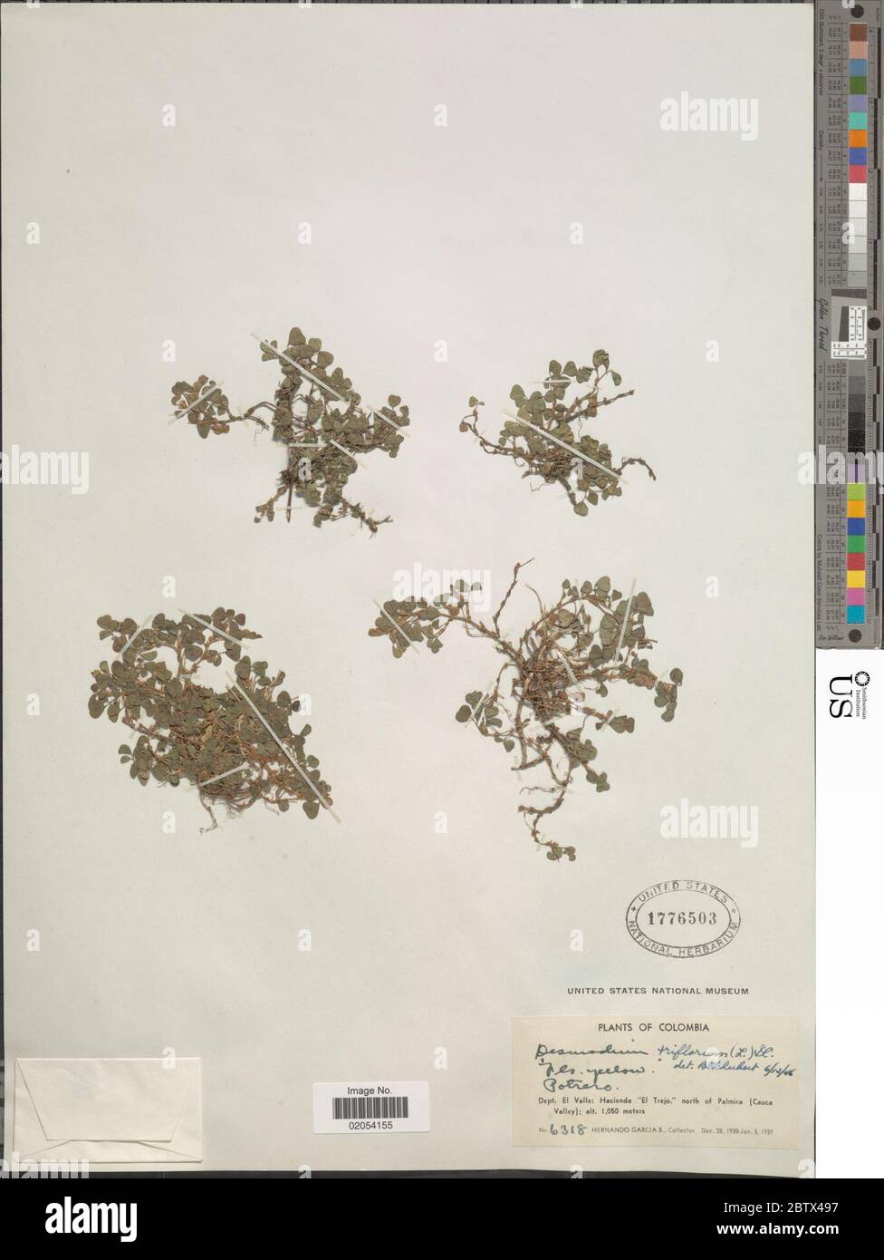 Desmodium triflorum hi-res stock photography and images - Alamy