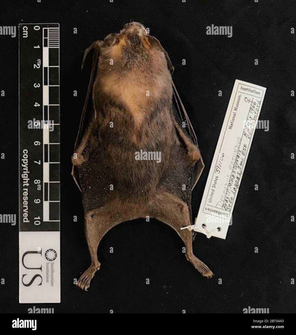 Rotundus hi-res stock photography and images - Alamy