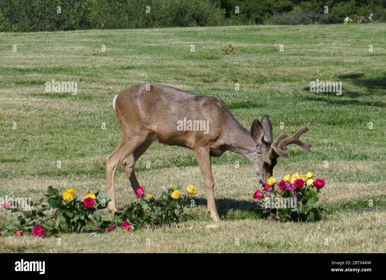 Los Angeles, California, USA 27th May 2020 A general view of atmosphere ...