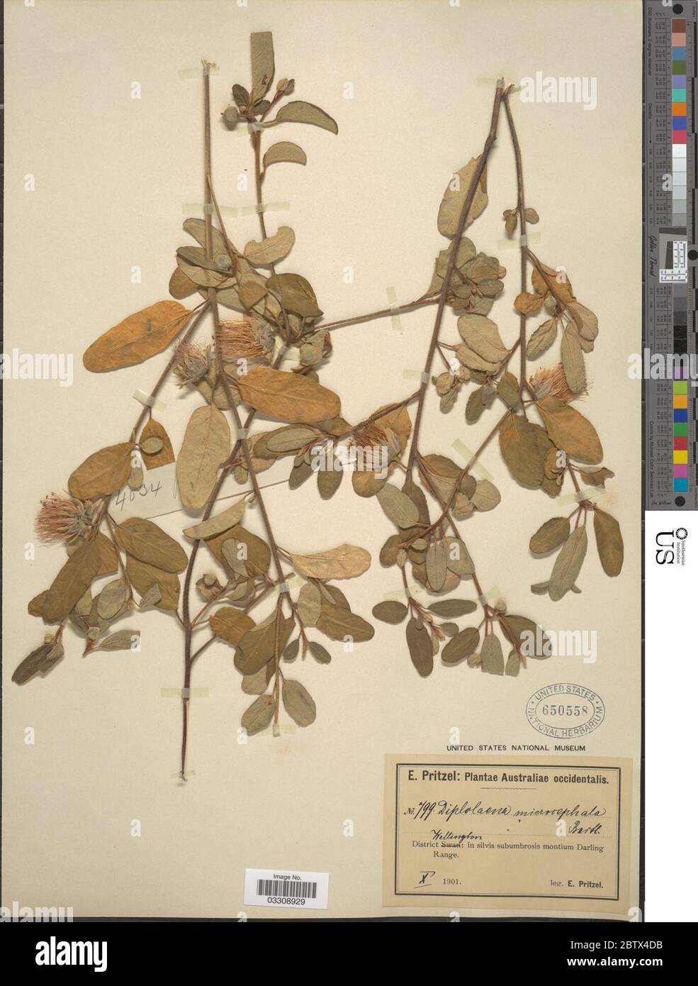Diplolaena hi-res stock photography and images - Alamy