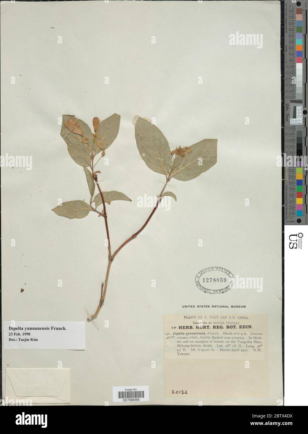 Dipelta yunnanensis Franch. 16 Mar 20181 Stock Photo - Alamy