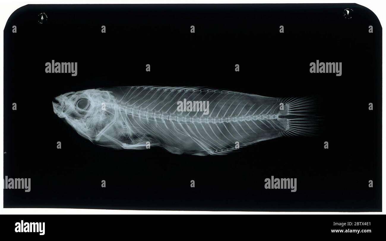 Xanthurus hi-res stock photography and images - Alamy