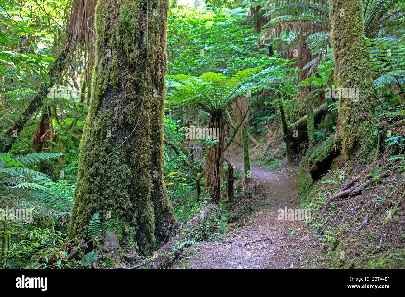 Rainforest loop track hi-res stock photography and images - Alamy