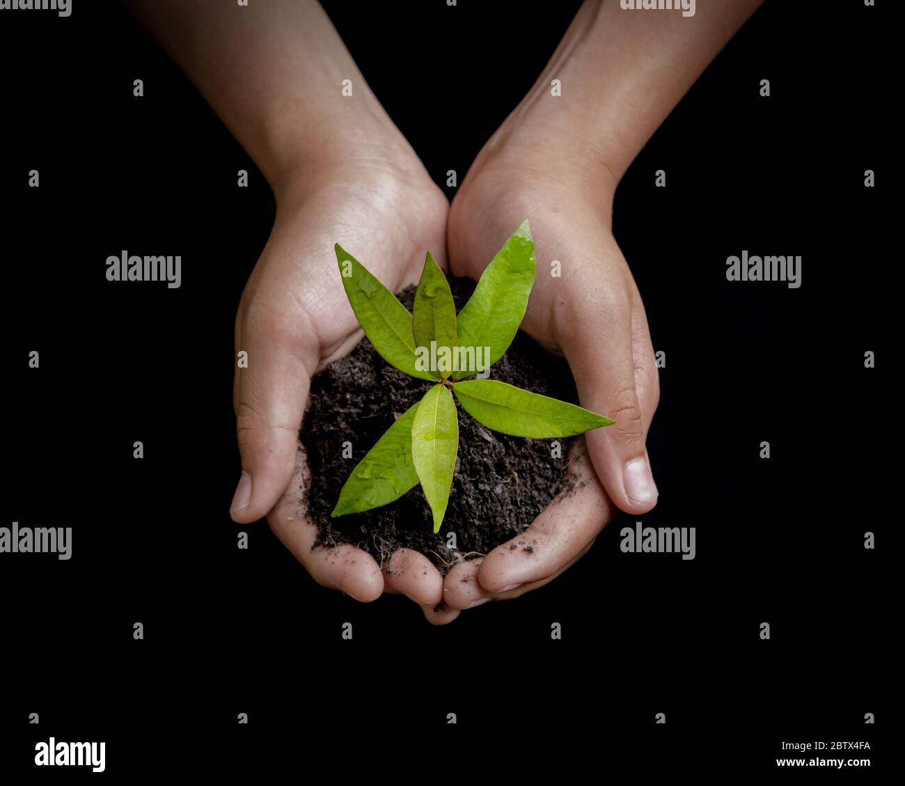 Two hands holding and caring a young green plant tree, save the world ...