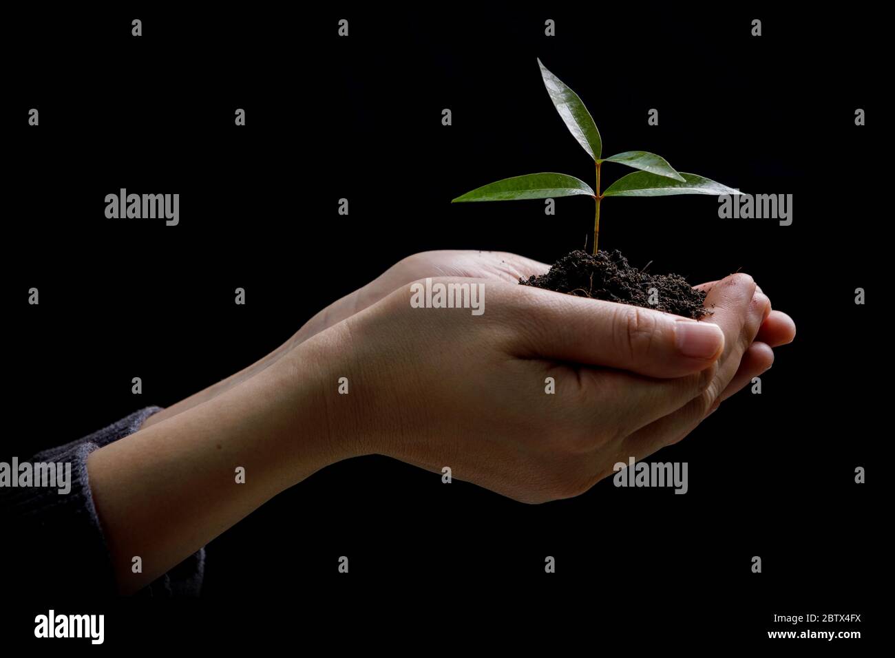 Hand with tree seedling hi-res stock photography and images - Alamy