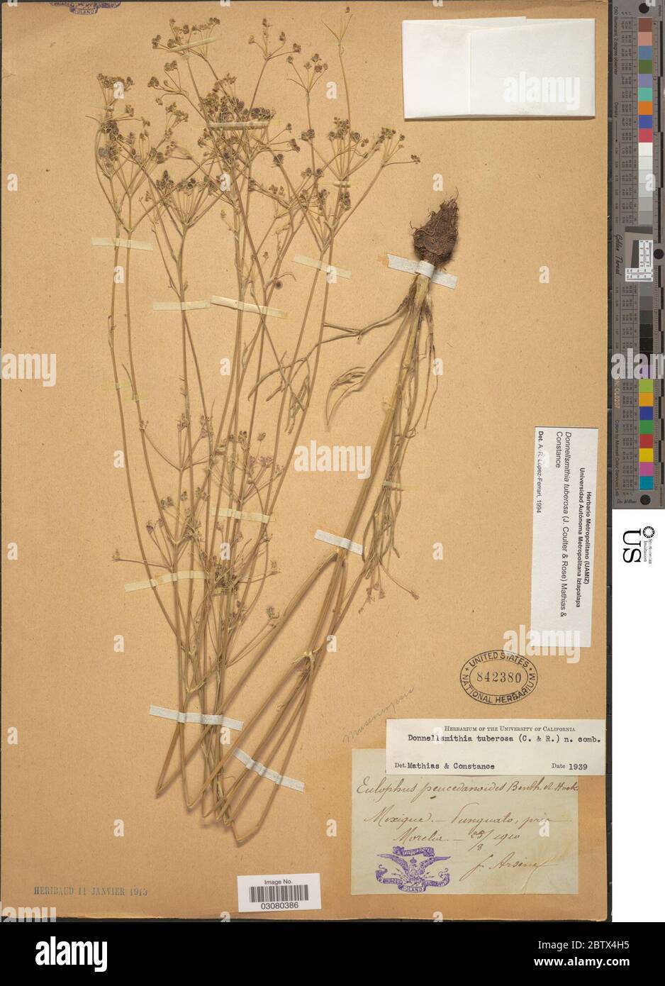 Donnellsmithia tuberosa JM Coult Rose Mathias Constance Stock Photo - Alamy