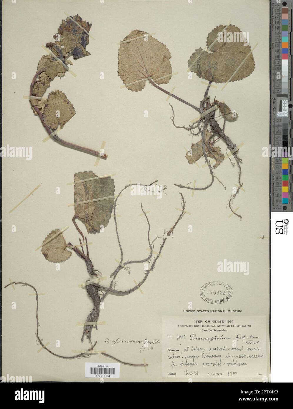 Blue dracocephalum hi-res stock photography and images - Alamy