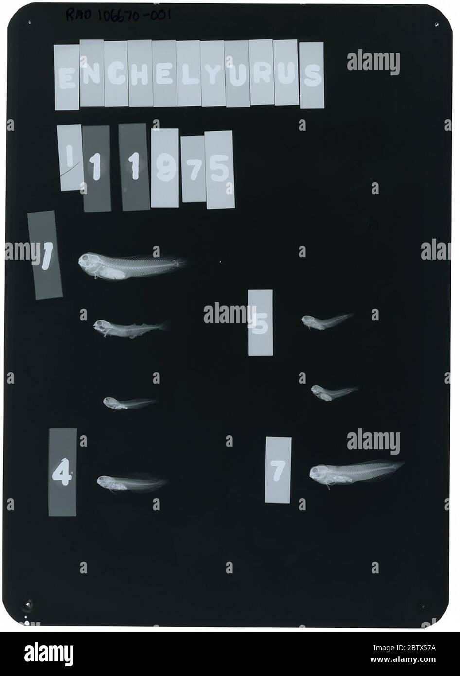 Vertebrate species identification Cut Out Stock Images & Pictures - Alamy