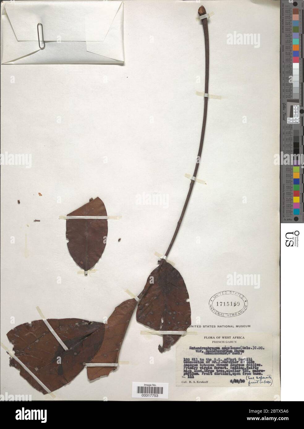 Angolense hi-res stock photography and images - Alamy