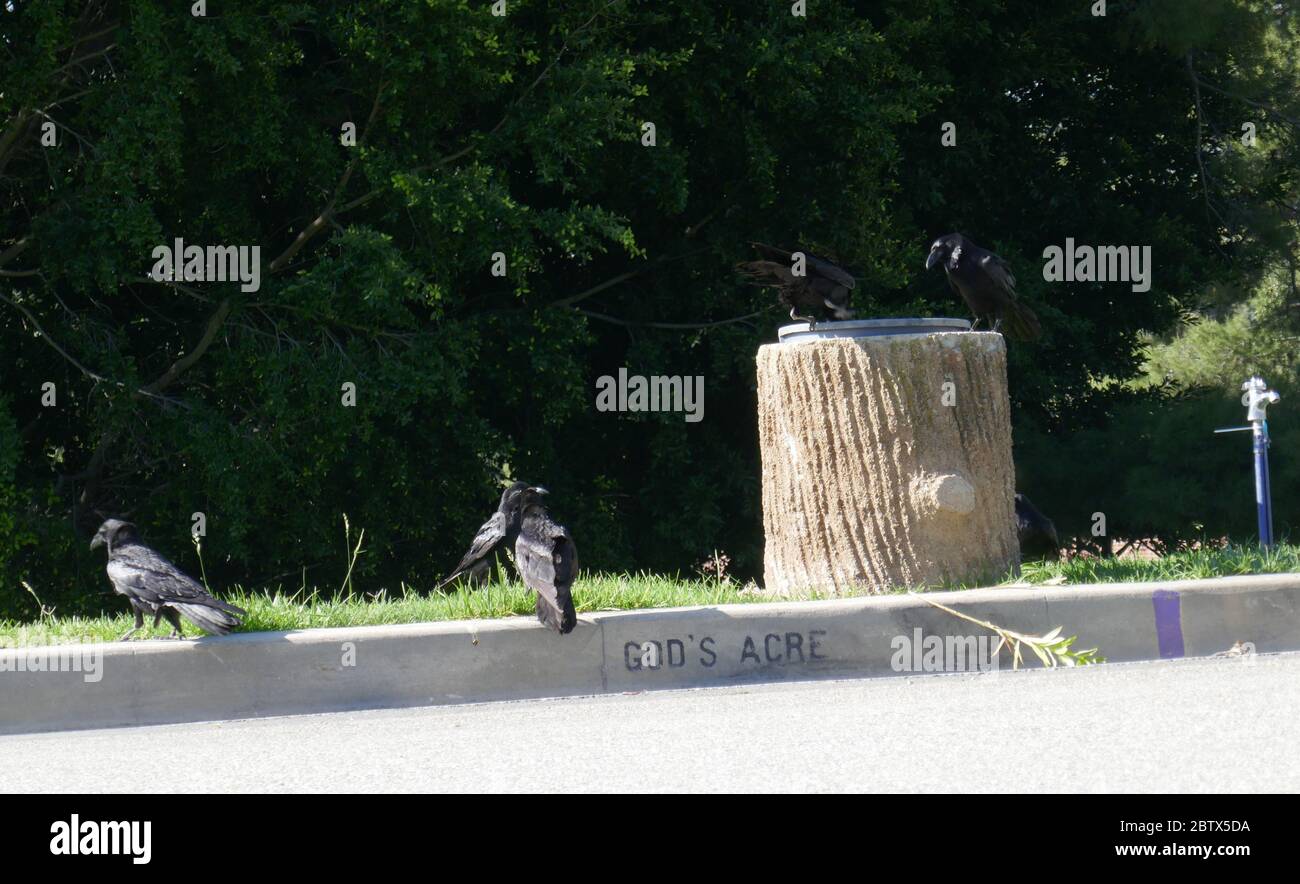 Crows in cemetery hi-res stock photography and images - Alamy