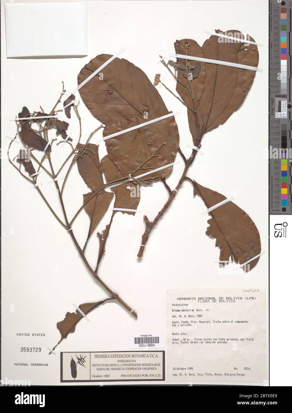 Erisma hi-res stock photography and images - Alamy