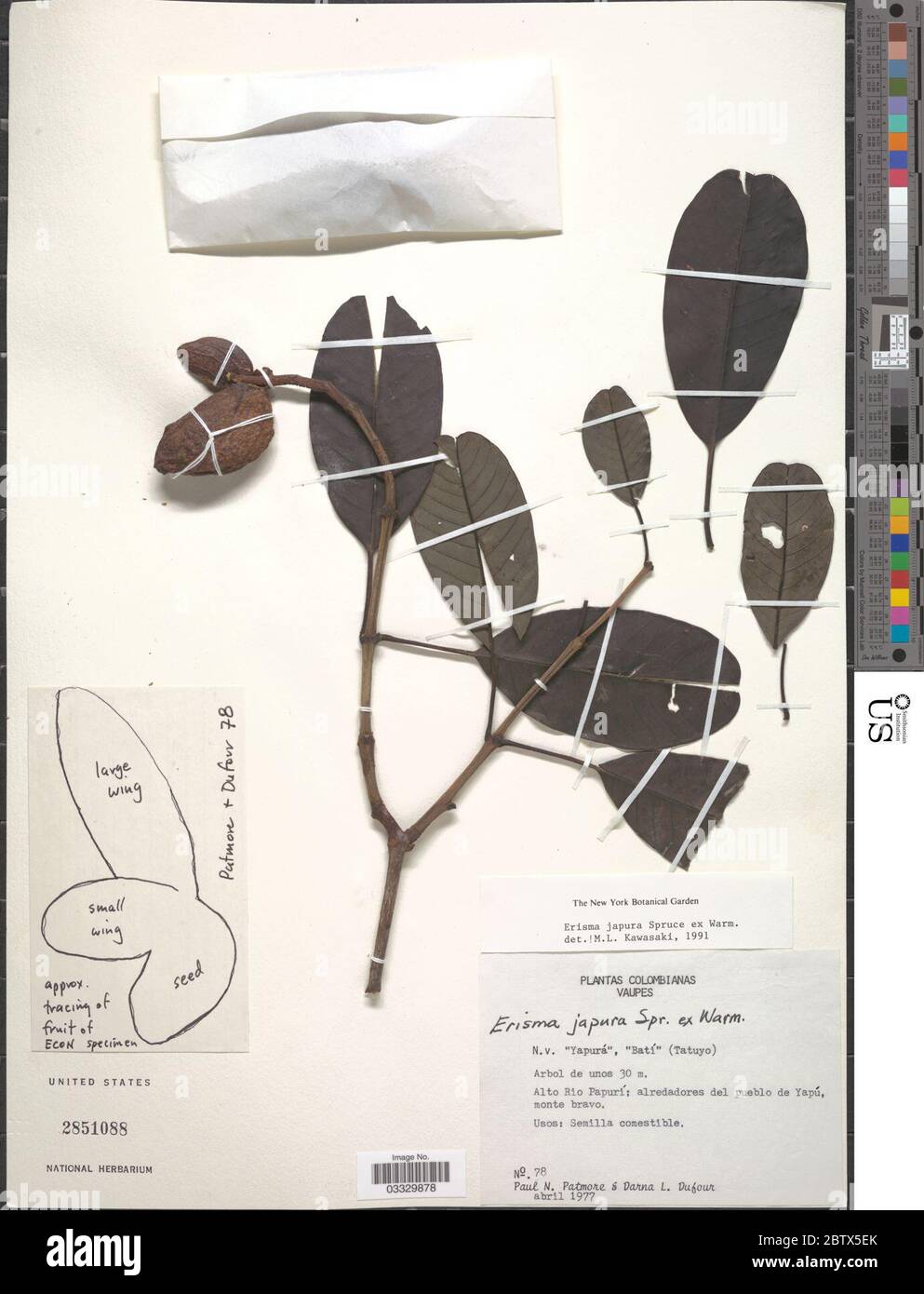 Erisma japura Spruce ex Warm in Mart. 12 Jul 20191 Stock Photo - Alamy