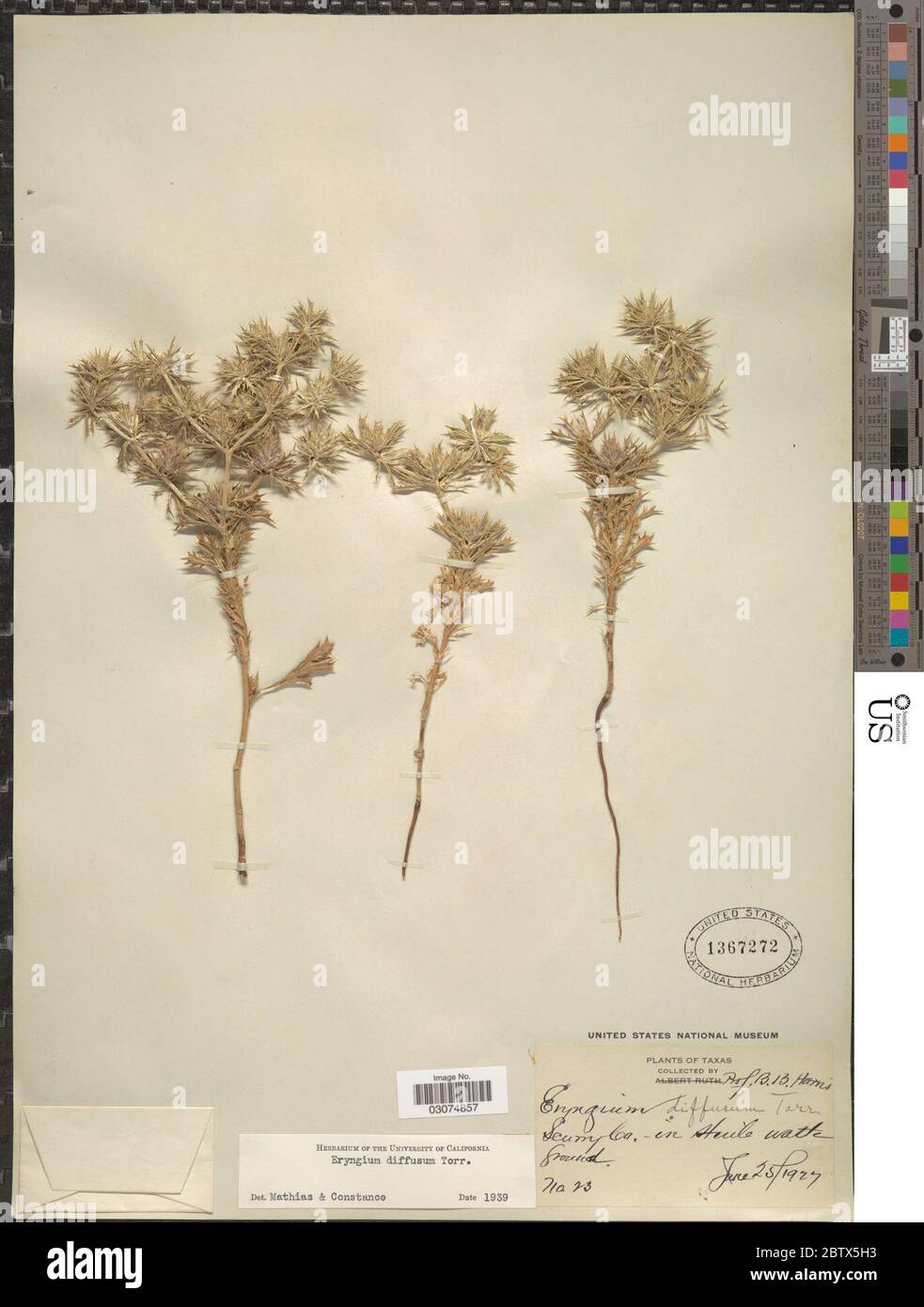 Diffusum hi-res stock photography and images - Alamy