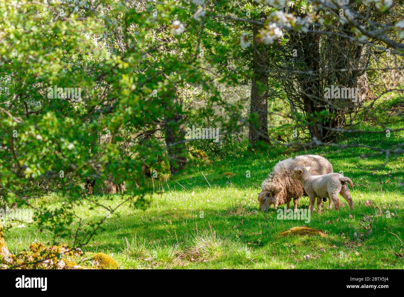 Spring lamb flower hi-res stock photography and images - Alamy