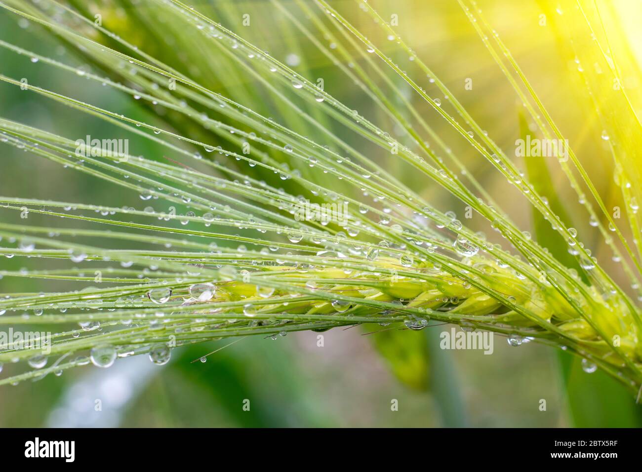 Drops dew grass hi-res stock photography and images - Alamy