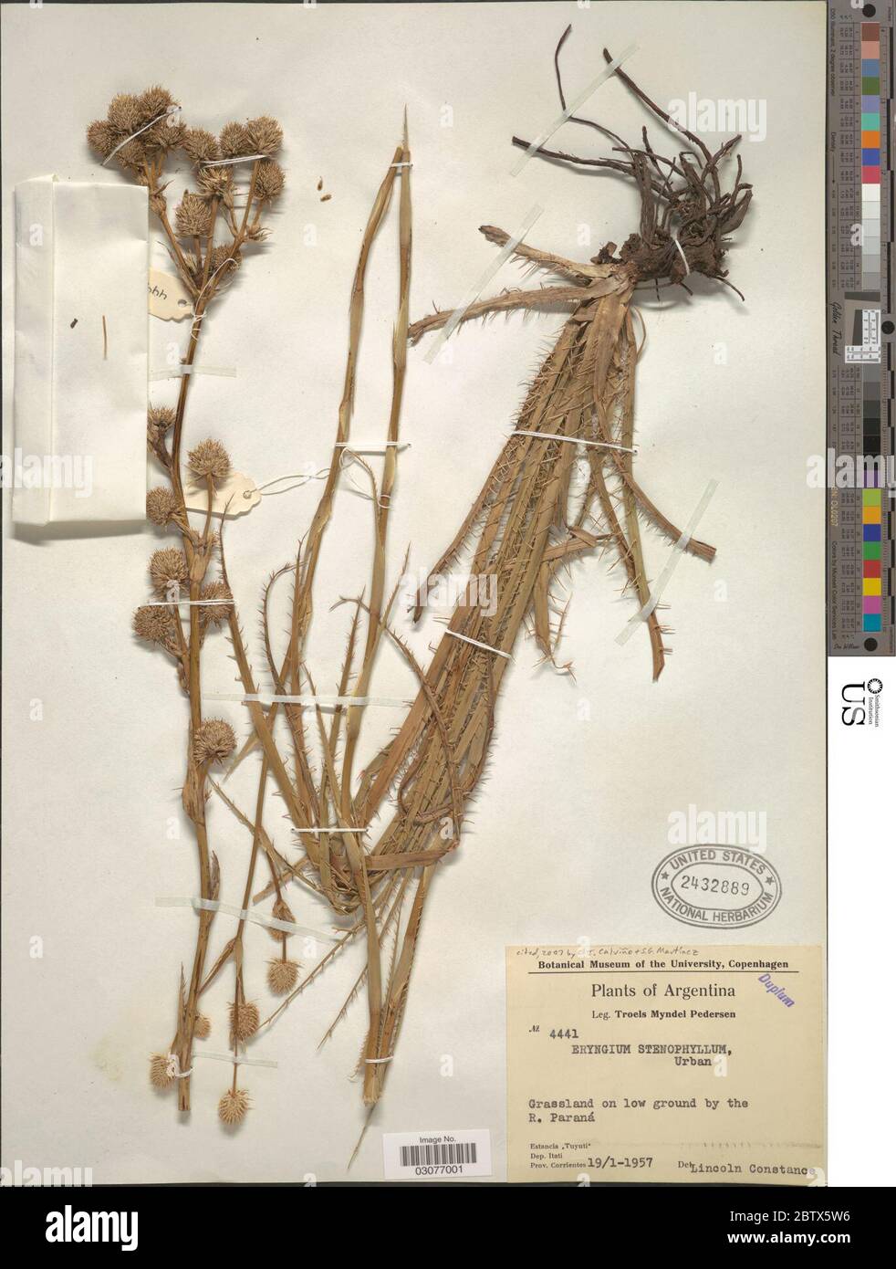 Eryngium stenophyllum Urb Stock Photo - Alamy