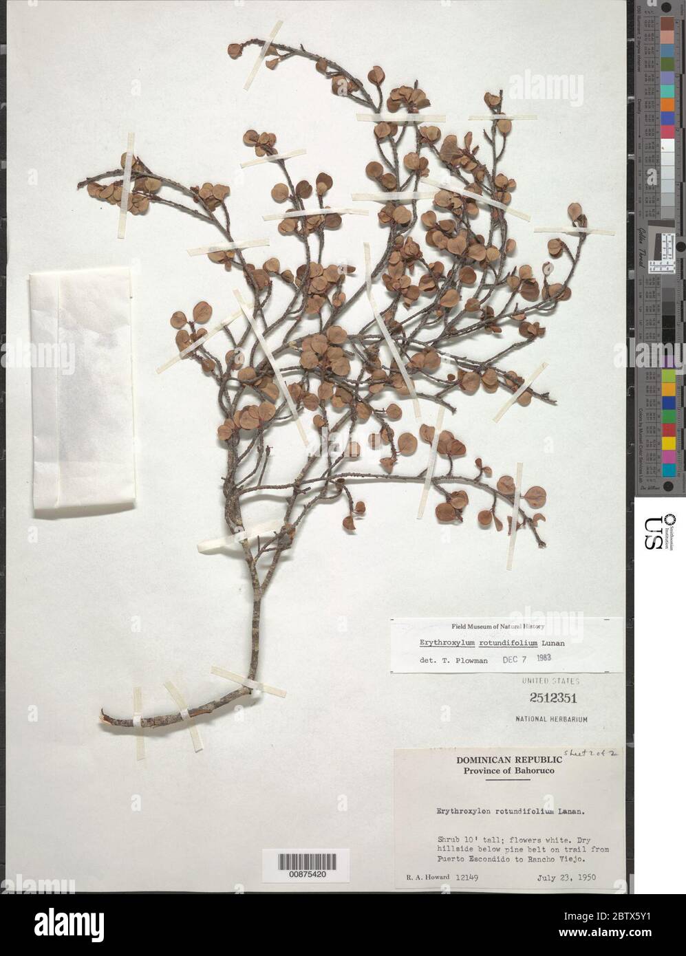 Erythroxylum rotundifolium Lunan. 12 Jul 20191 Stock Photo - Alamy