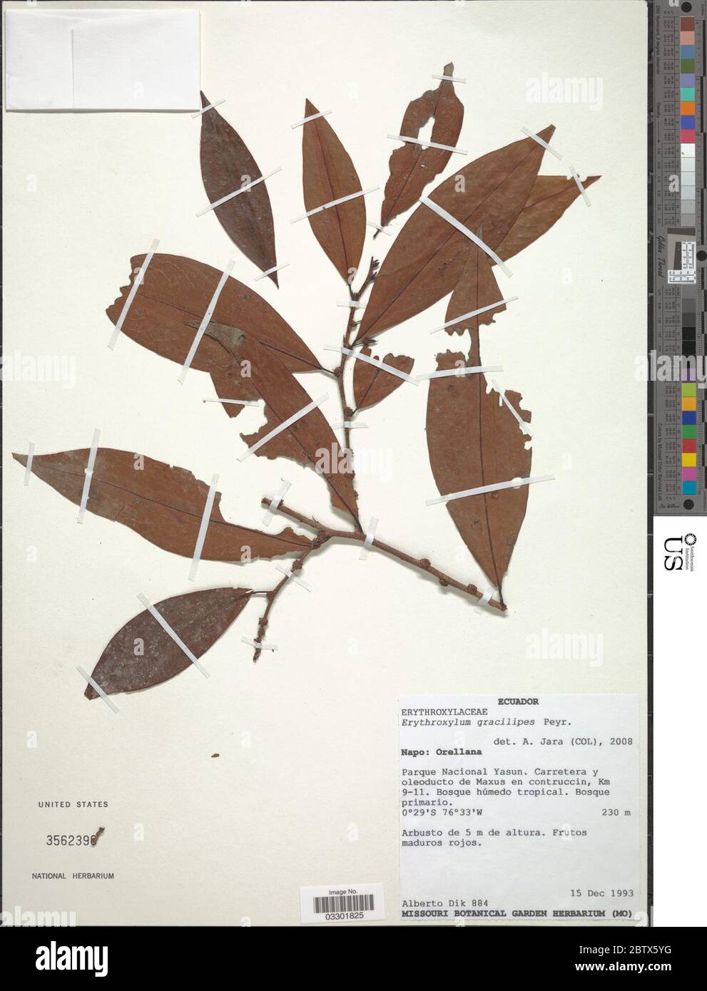 Erythroxylaceae family hi-res stock photography and images - Alamy