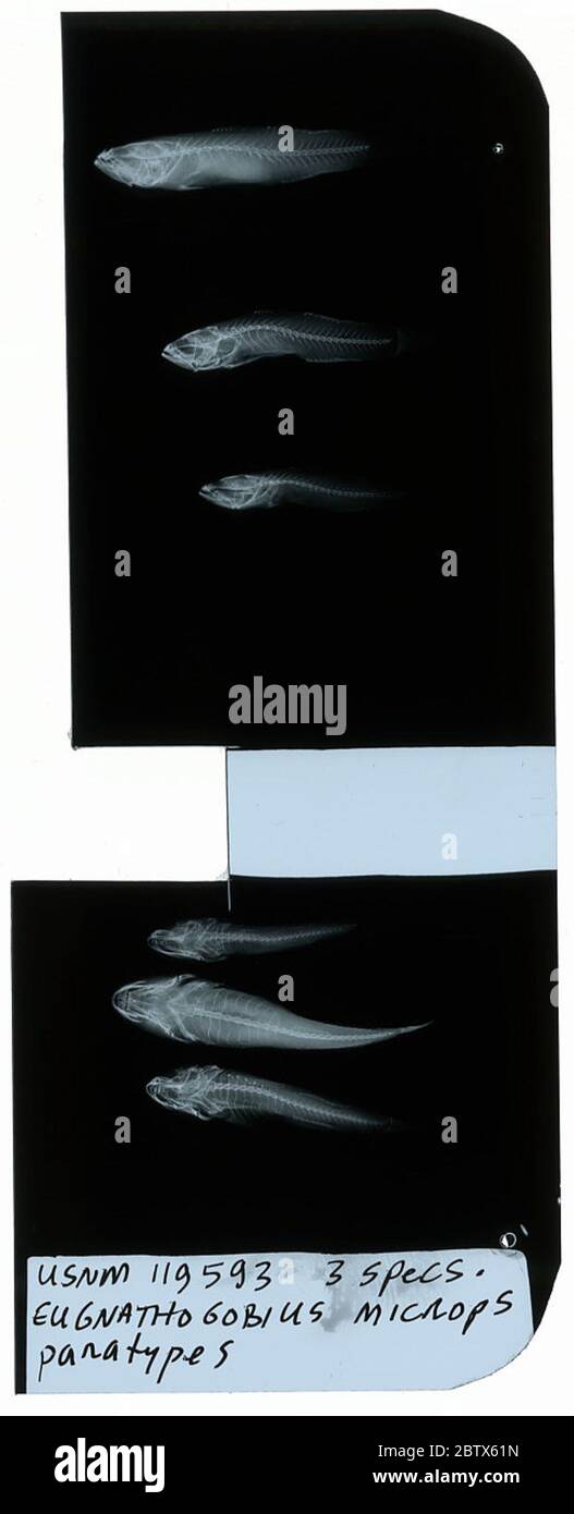 Paratype hi-res stock photography and images - Alamy