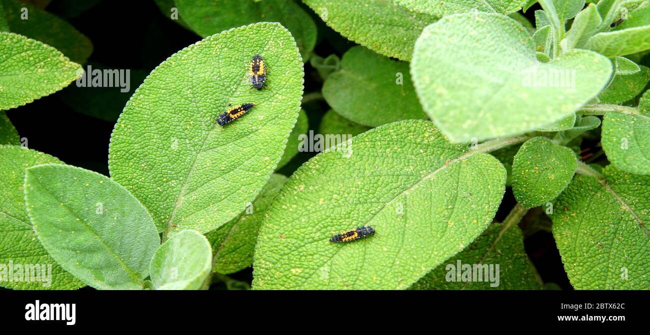 Ladybug Larva Aphids High Resolution Stock Photography and Images - Alamy