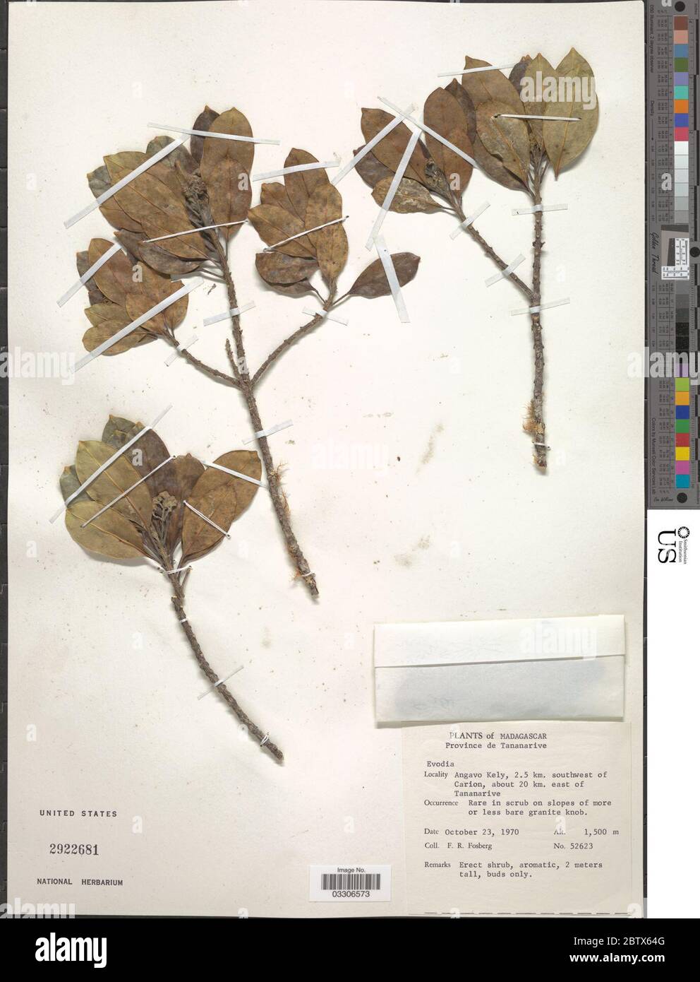 Evodia hi-res stock photography and images - Alamy