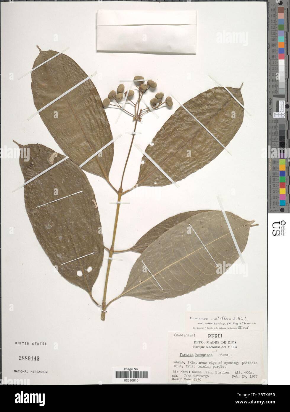 Faramea multiflora hi-res stock photography and images - Alamy
