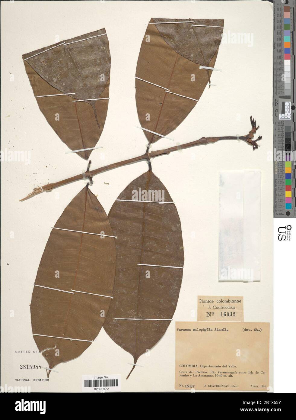 Calophylla hi-res stock photography and images - Alamy