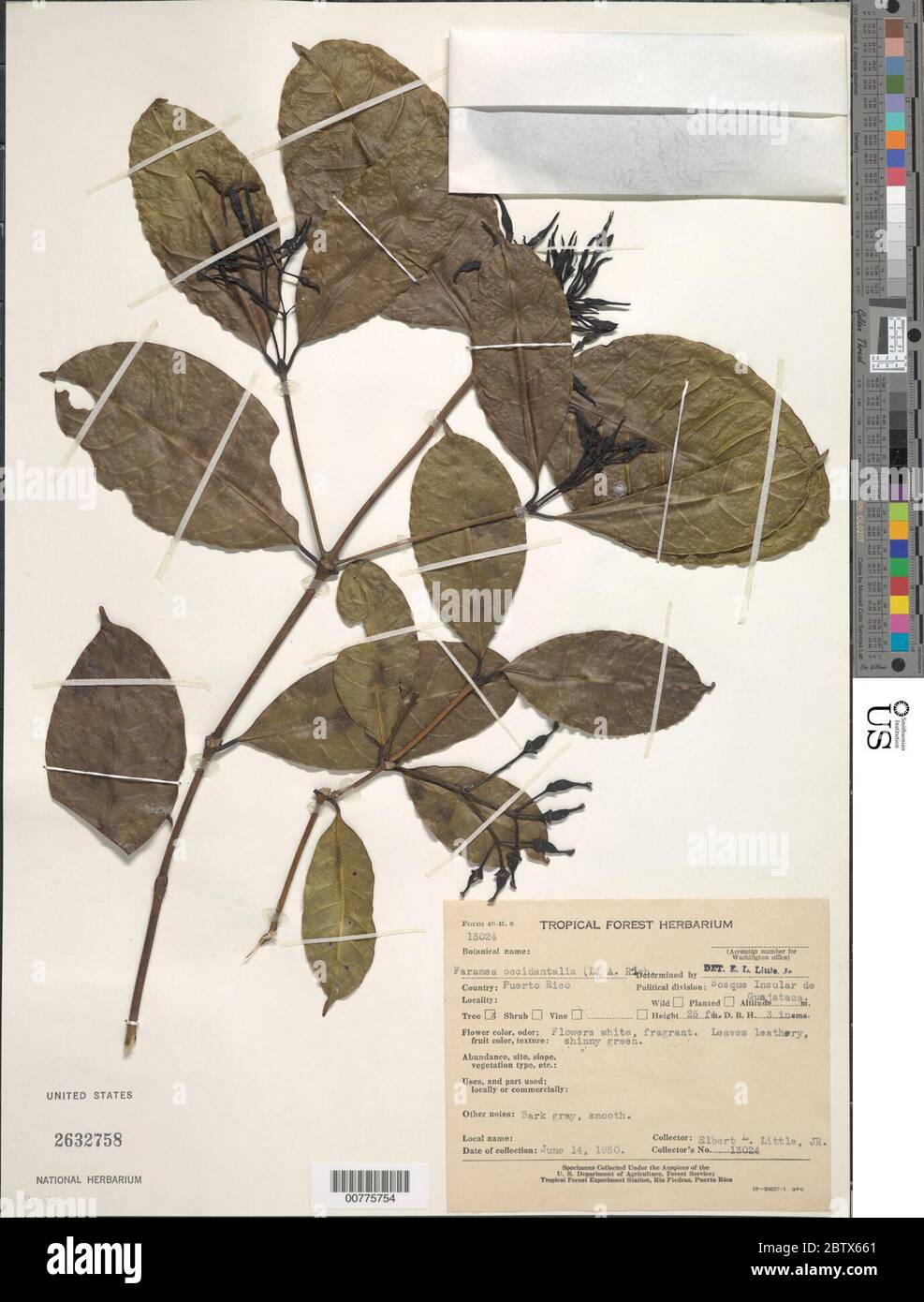 Faramea occidentalis L A Rich Stock Photo - Alamy