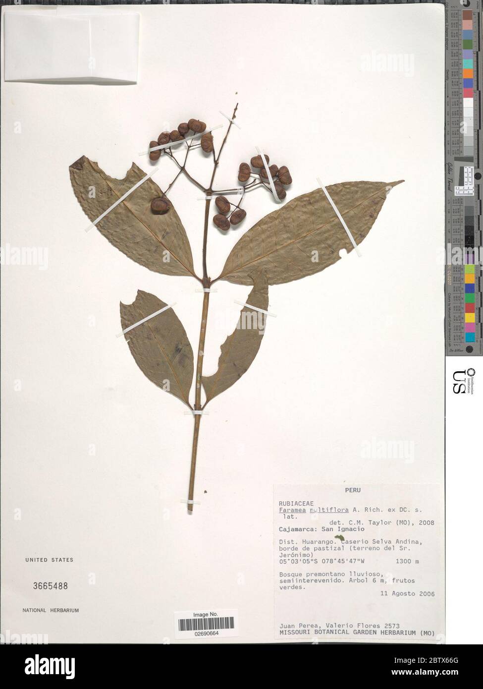 Faramea multiflora hi-res stock photography and images - Alamy