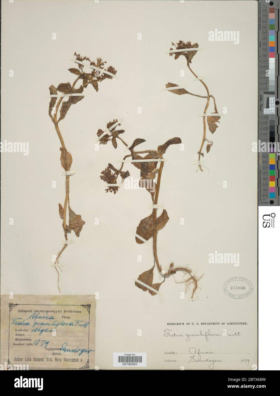 Fedia hi-res stock photography and images - Alamy