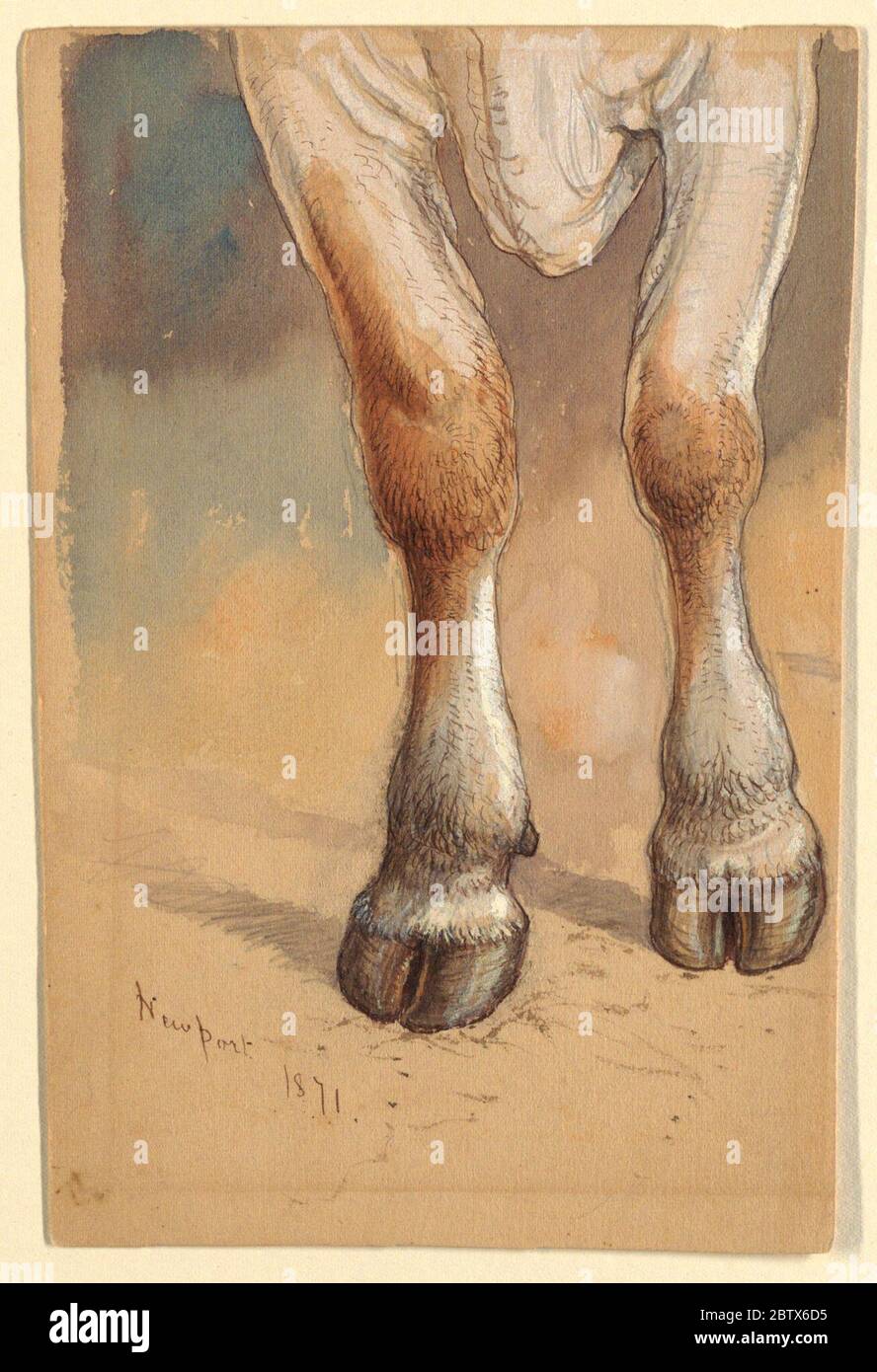 Forelegs of a Standing Cow or Ox Newport. Research in ProgressThe ...