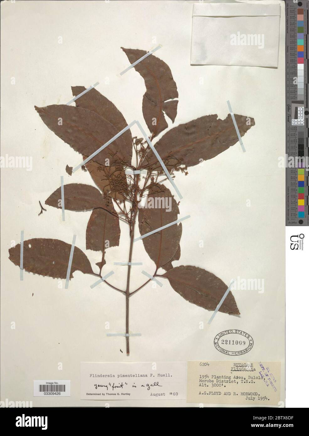 Flindersia hi-res stock photography and images - Alamy