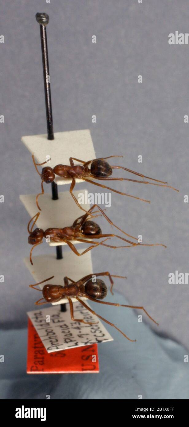 Formica pallidefulva hi-res stock photography and images - Alamy