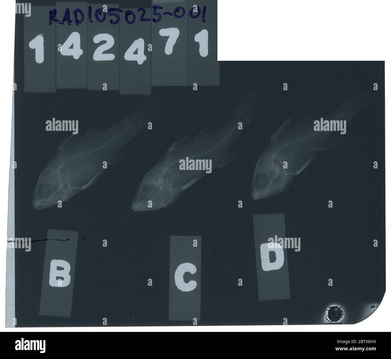 Marinefauna hi-res stock photography and images - Alamy