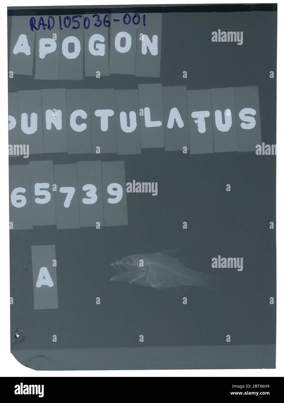 Fowleria variegata. 25 Oct 20181 Stock Photo - Alamy