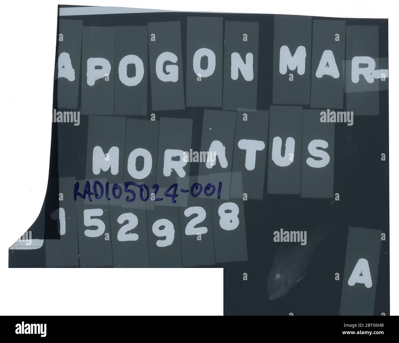 Marmorata hi-res stock photography and images - Alamy