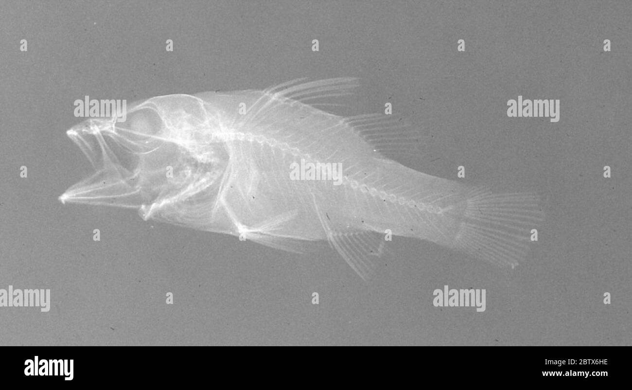 Fowleria variegata. originally catalogued as Apogon punctulatus, a ...