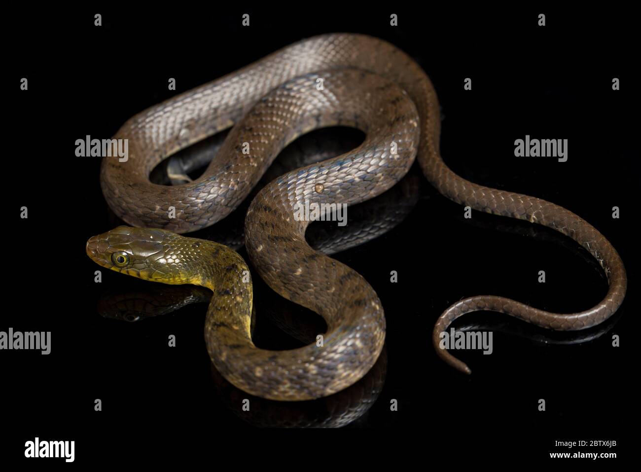 Water Snake Triangle Keelback (Xenochrophis trianguligerus) isolated on ...